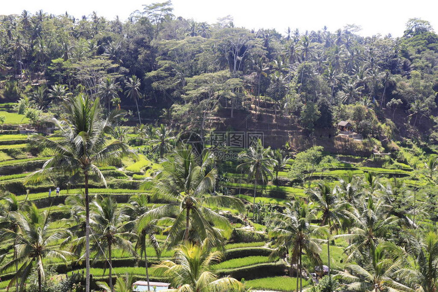 印度尼西亚UbudKintam高清图片下载-正版图片504328336-摄图网