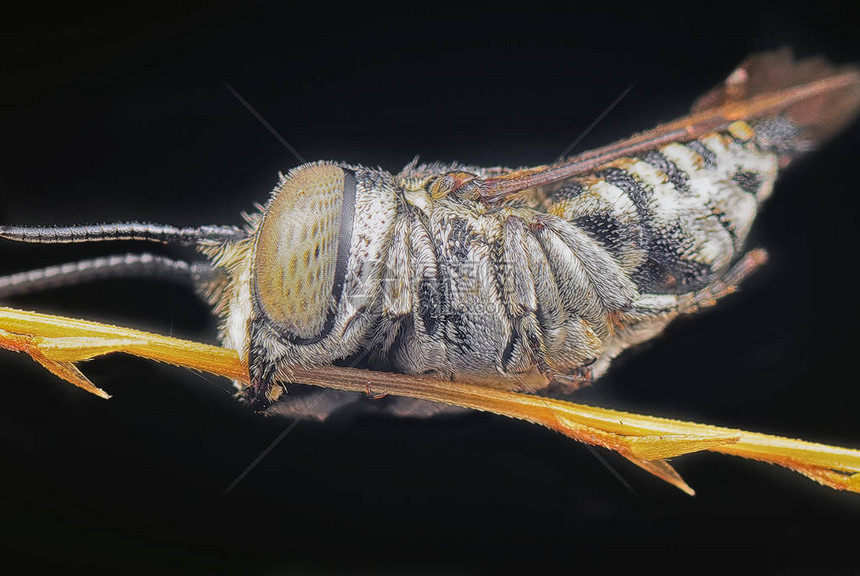 与Cucko高清图片下载-正版图片504329111-摄图网