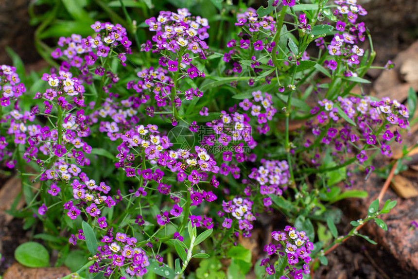 Lobularia开着紫色的花园装饰开花植物高清图片下载-正版图片504329993-摄图网