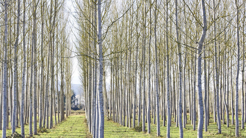 加泰罗尼亚西班牙欧洲的加泰罗尼亚地高清图片下载-正版图片504333045-摄图网