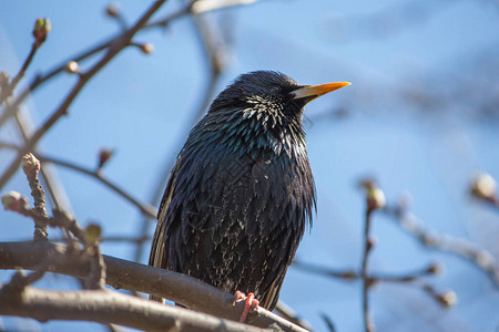 普通的Starling或欧洲Starlin高清图片下载-正版图片504337157-摄图网