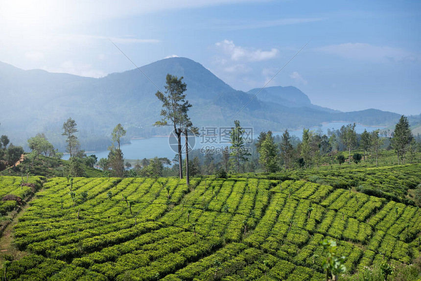 斯里兰卡Maskeliya地区美丽的茶高清图片下载-正版图片504337949-摄图网