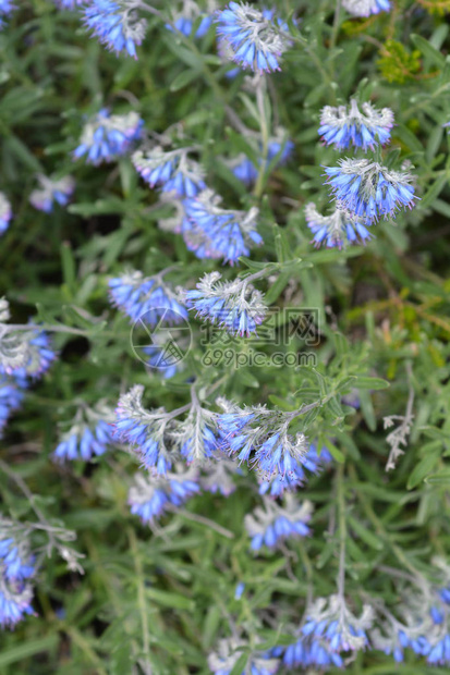 巴尔干特有的蓝花拉丁名Moltkiap高清图片下载-正版图片504338999-摄图网