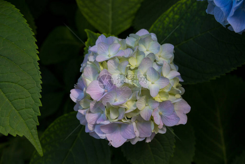 Hydranga俗称hydrangea或hortensia是南亚和东亚及美洲本地7075种开花高清图片下载-正版图片504340168-摄图网