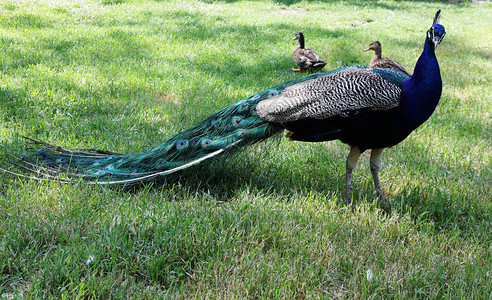 孔雀在公园里散步高清图片下载-正版图片504340948-摄图网