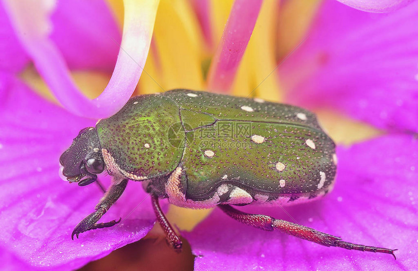 和Chafe高清图片下载-正版图片504344697-摄图网