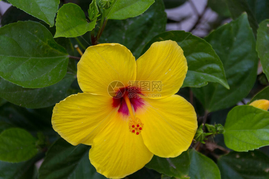 黄色芙蓉花高清图片下载-正版图片504348753-摄图网