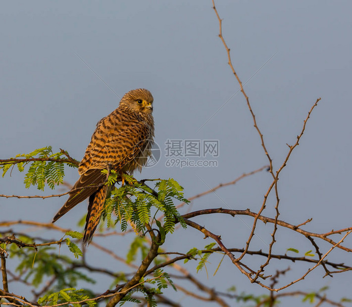 普通红隼属于猎鹰科红隼群的一种猛禽它也被称为欧洲红隼欧亚红隼或旧大陆红隼栖高清图片下载-正版图片504355105-摄图网