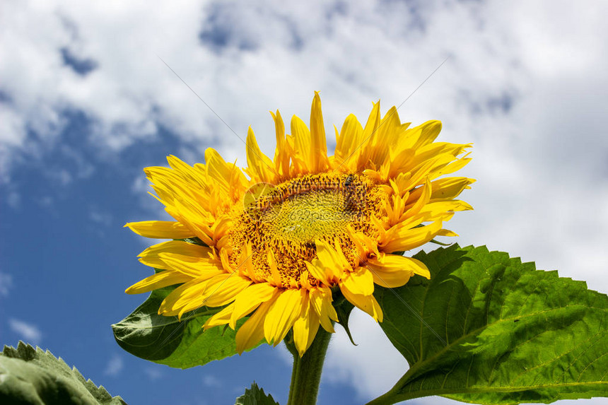 向日葵的美丽风景高清图片下载-正版图片504355864-摄图网