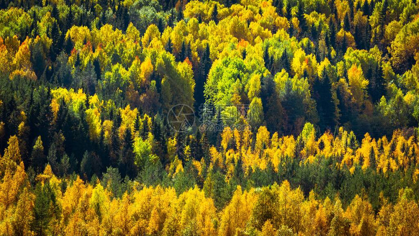美丽的秋天风景与五颜六色的针叶林高清图片下载-正版图片504356206-摄图网