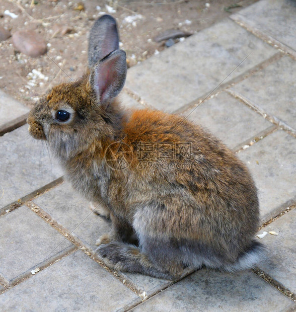 春日农场里的兔子高清图片下载-正版图片504359939-摄图网