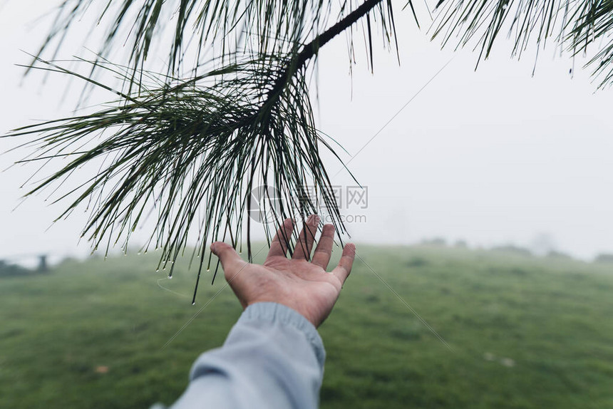 天然林下雨季的树木和高清图片下载-正版图片504369798-摄图网