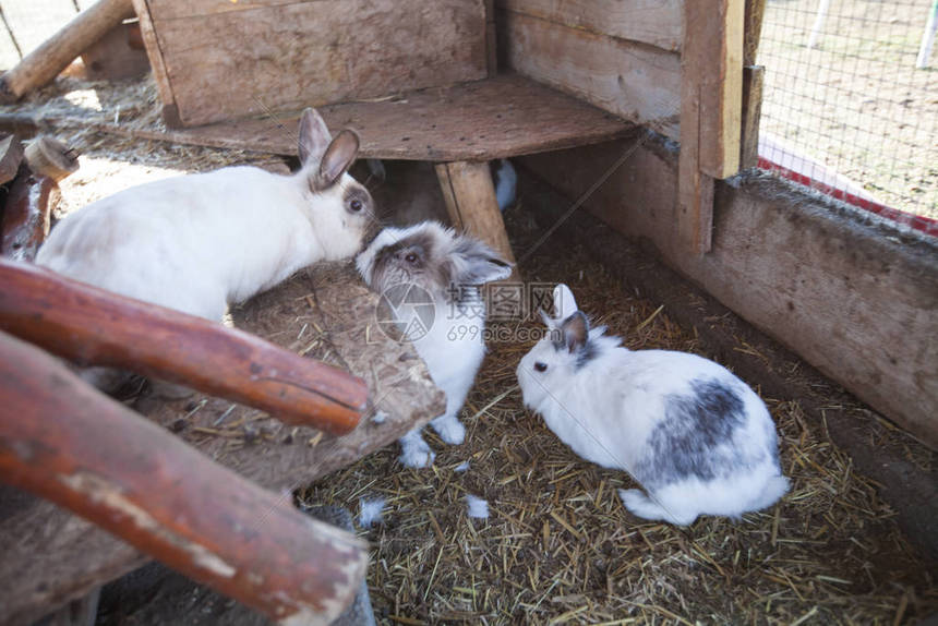 农舍里可爱的小兔子高清图片下载-正版图片504386701-摄图网
