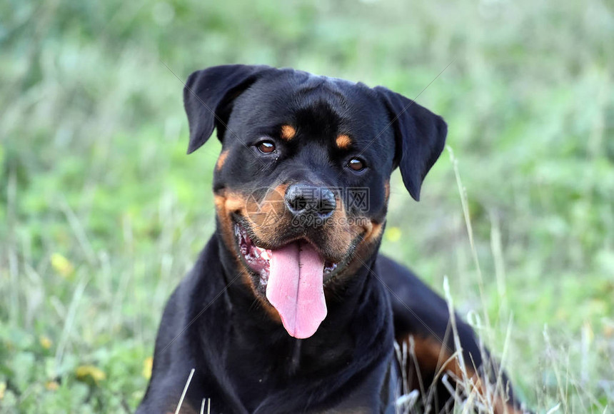 跑在绿色领域的罗威纳犬高清图片下载-正版图片504387699-摄图网