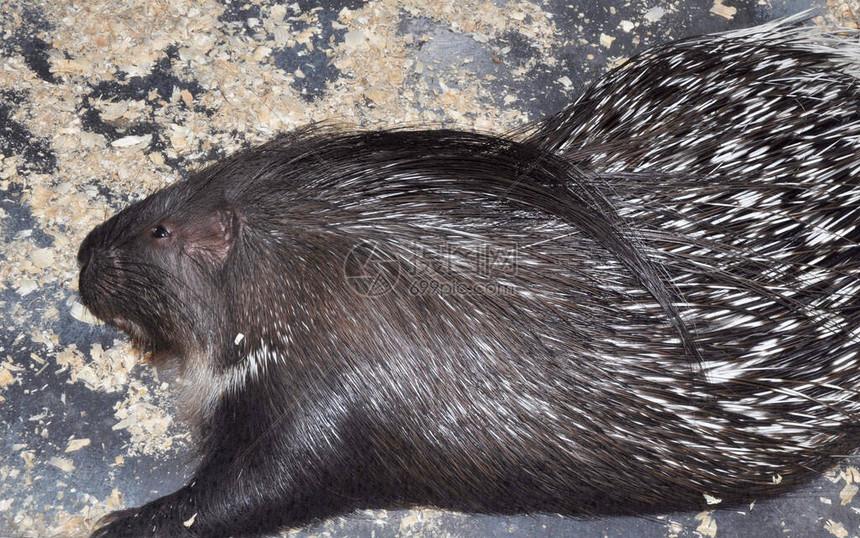 豪猪家族Hystrix鼠类动物群Hystri高清图片下载-正版图片504393763-摄图网