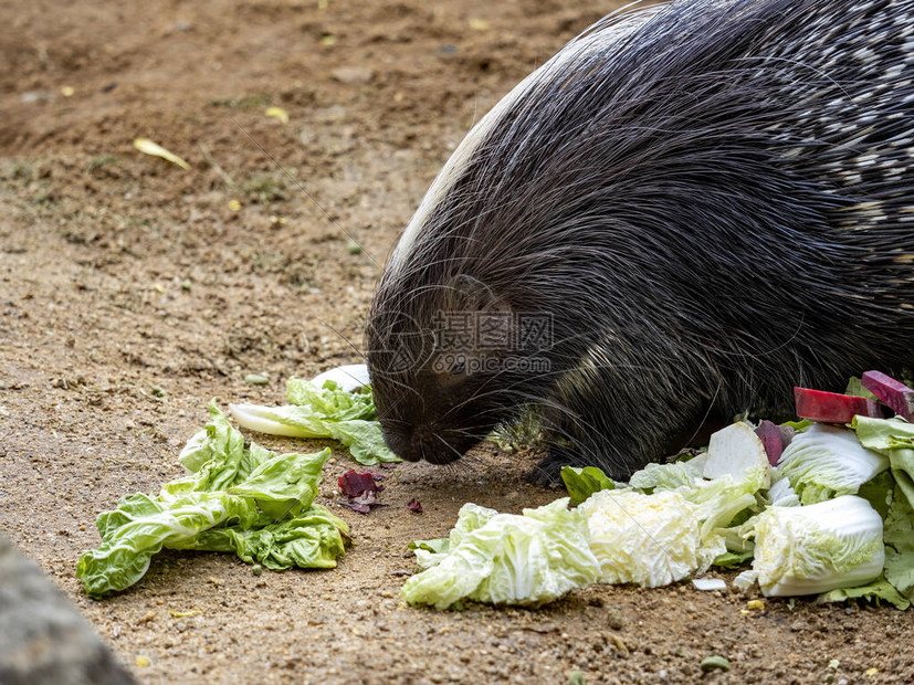 Cape高清图片下载-正版图片504394421-摄图网