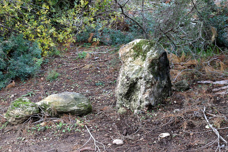 以色列北部地中海沿岸城市公园里的石头和贝壳高清图片下载-正版图片504395387-摄图网