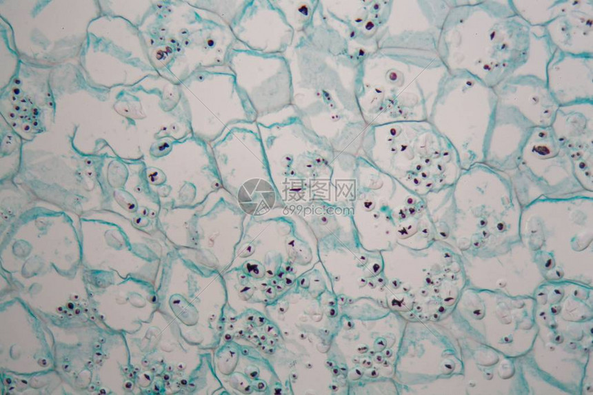 来自软木树皮细胞的显微镜照片高清图片下载-正版图片504397050-摄图网