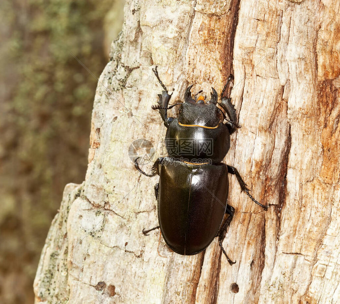 雌鹿甲虫木上的Lucanus高清图片下载-正版图片504397976-摄图网