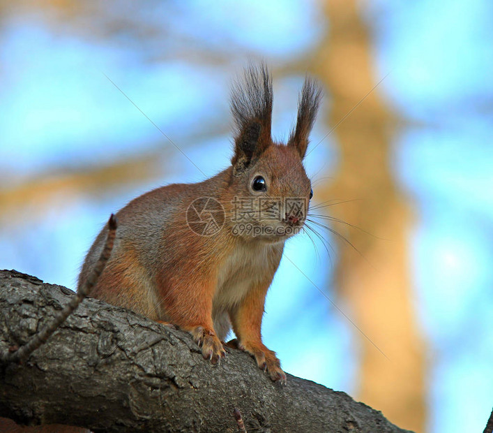 从树上的松鼠寻找一高清图片下载-正版图片504399333-摄图网