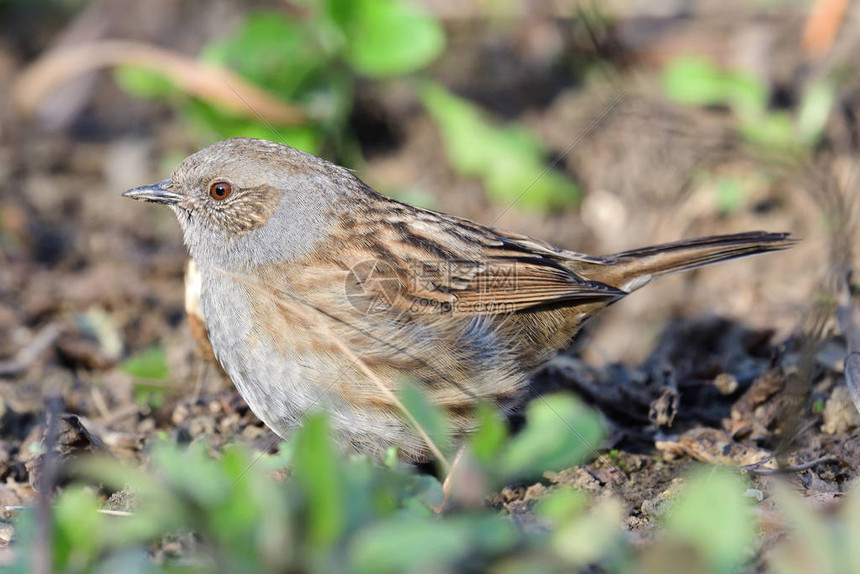 靠近花园的二层楼Prunel高清图片下载-正版图片504399728-摄图网
