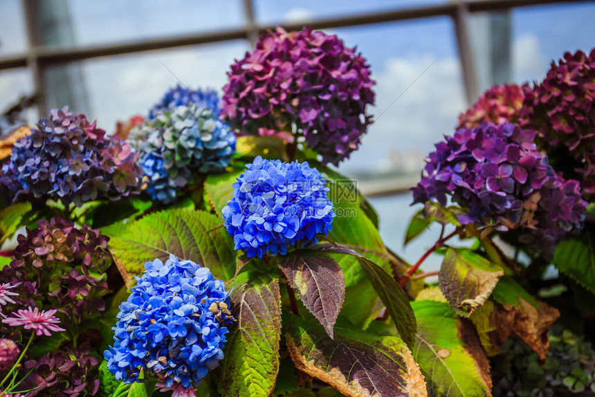 新加坡湾边花园穹的Hyd高清图片下载-正版图片504413318-摄图网