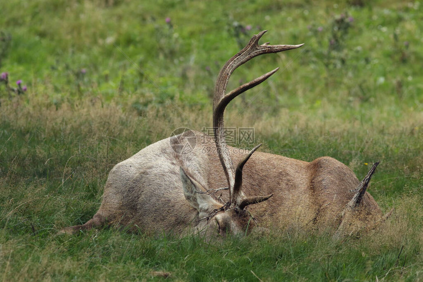 Bactrian鹿Cervuselaphusbactrianus的雄大鼠高清图片下载-正版图片504413523-摄图网