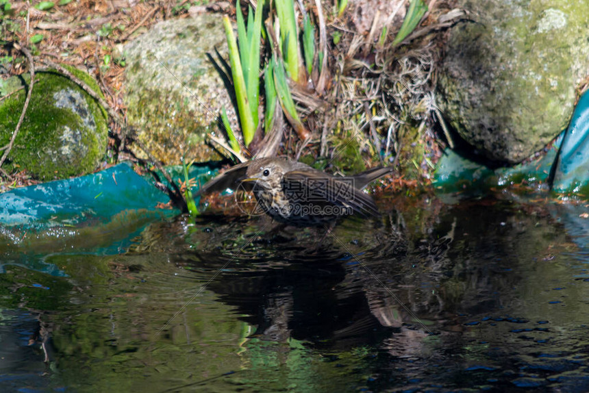 Thrush歌手高清图片下载-正版图片504415022-摄图网
