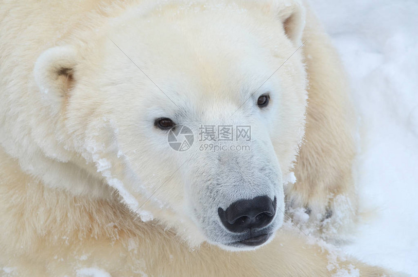 北极熊的肖像高清图片下载-正版图片504444352-摄图网