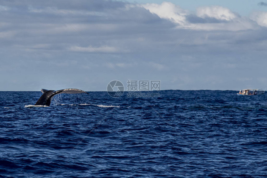 在太平洋摩拉法属波利尼西亚与鲸鱼观光船一起喷洒的高清图片下载-正版图片504444595-摄图网
