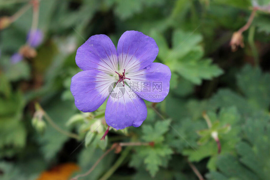 Rozanne也称为Gerwat高清图片下载-正版图片504445059-摄图网