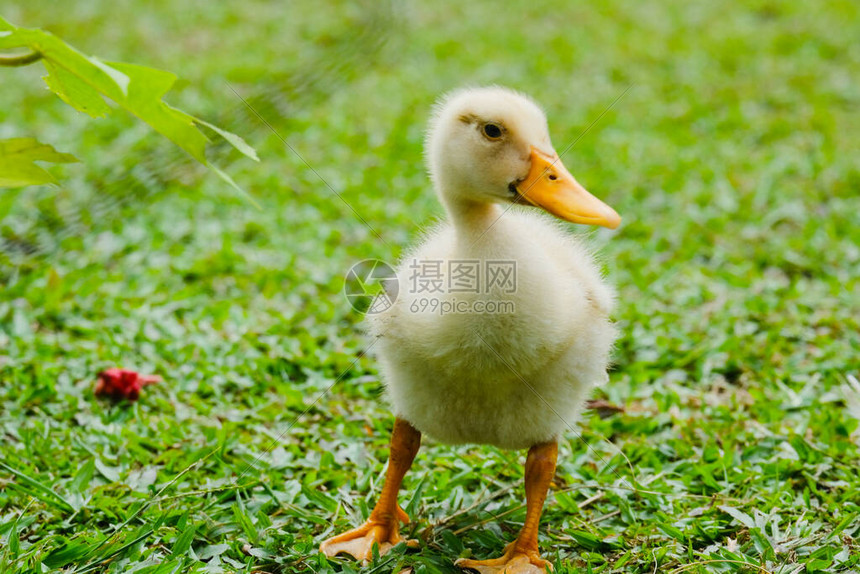 草地上的小鸭子高清图片下载-正版图片504614431-摄图网