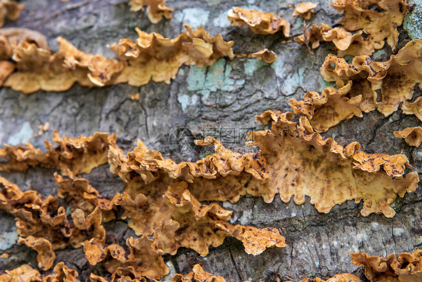 在秋树上生长的Fungu高清图片下载-正版图片504631028-摄图网