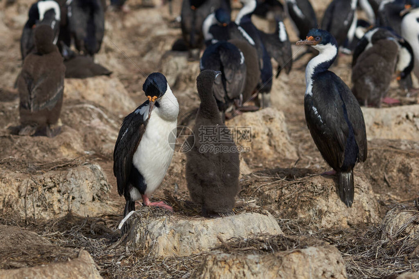 福克兰群岛Bleaker岛上的大群皇家沙格Phalacrocoraxatricepsalbiventer前景中高清图片下载-正版图片 ...