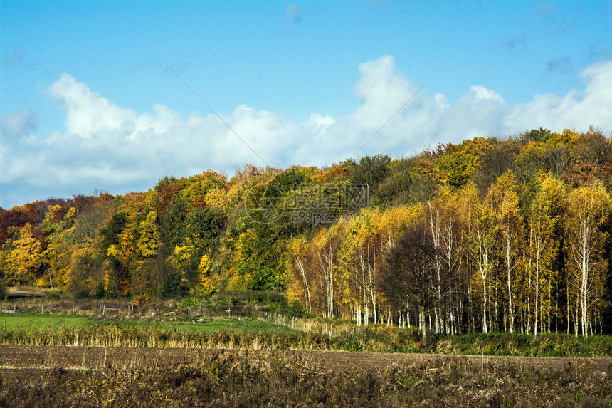波兰秋天美丽的森林高清图片下载-正版图片504636939-摄图网