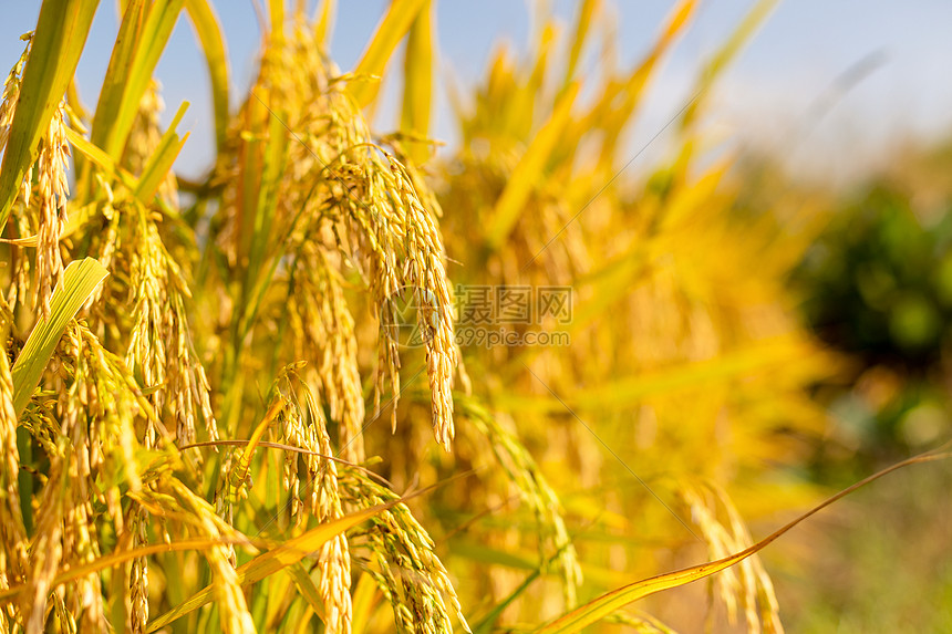 秋天丰收金色稻田高清图片下载-正版图片504647741-摄图网