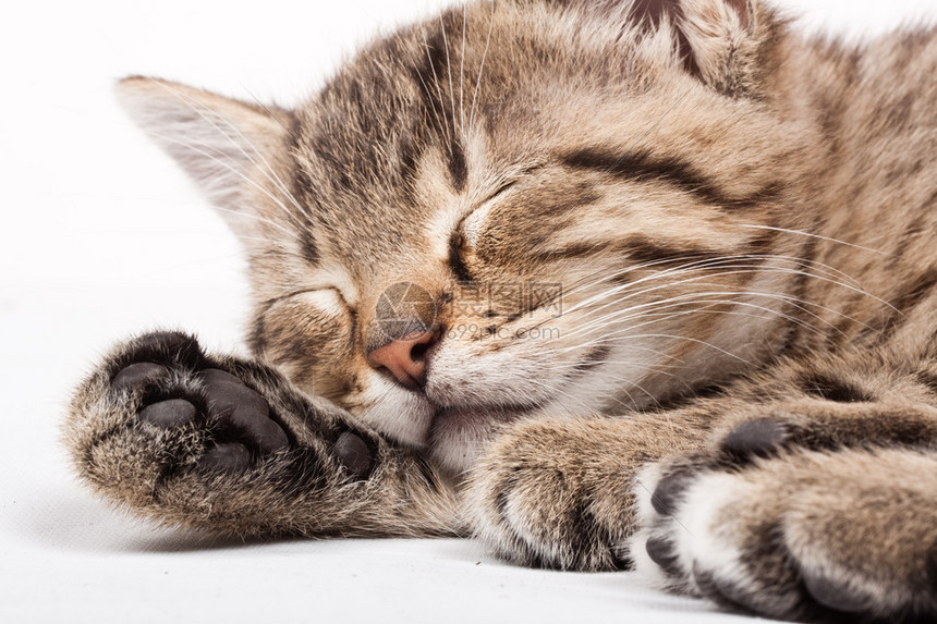 睡猫高清图片下载-正版图片504659493-摄图网