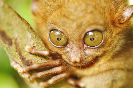 自然环境中的Tar高清图片下载-正版图片504666762-摄图网