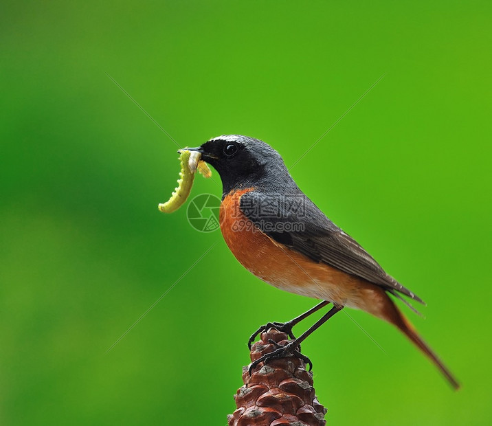 猎捕毛虫高清图片下载-正版图片504708628-摄图网