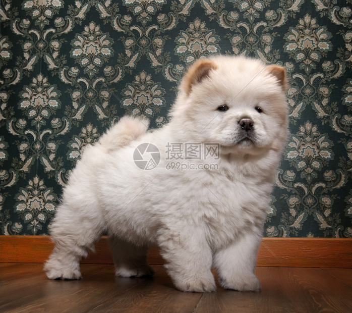 青春的Cho高清图片下载-正版图片504717102-摄图网