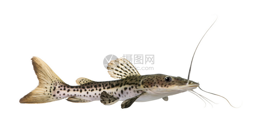 catfish白色背景面前的表面高清图片下载-正版图片504717200-摄图网