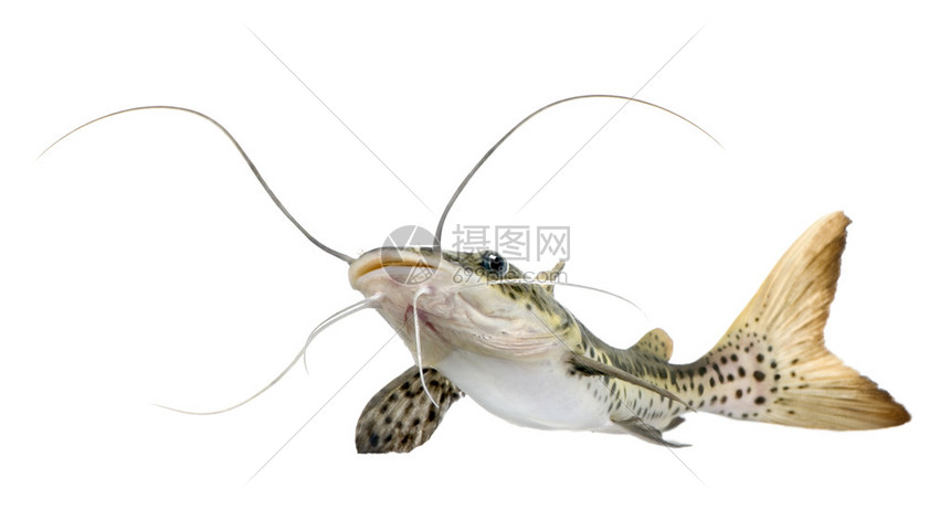 catfish白色背景面前的表面高清图片下载-正版图片504717201-摄图网