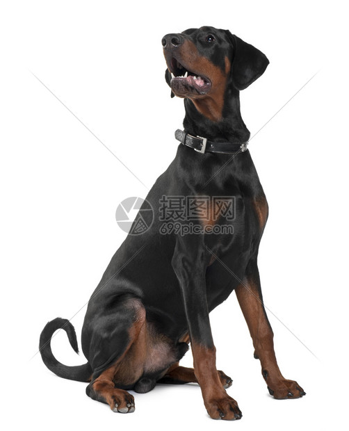 Doberman5个月大坐在高清图片下载-正版图片504717335-摄图网