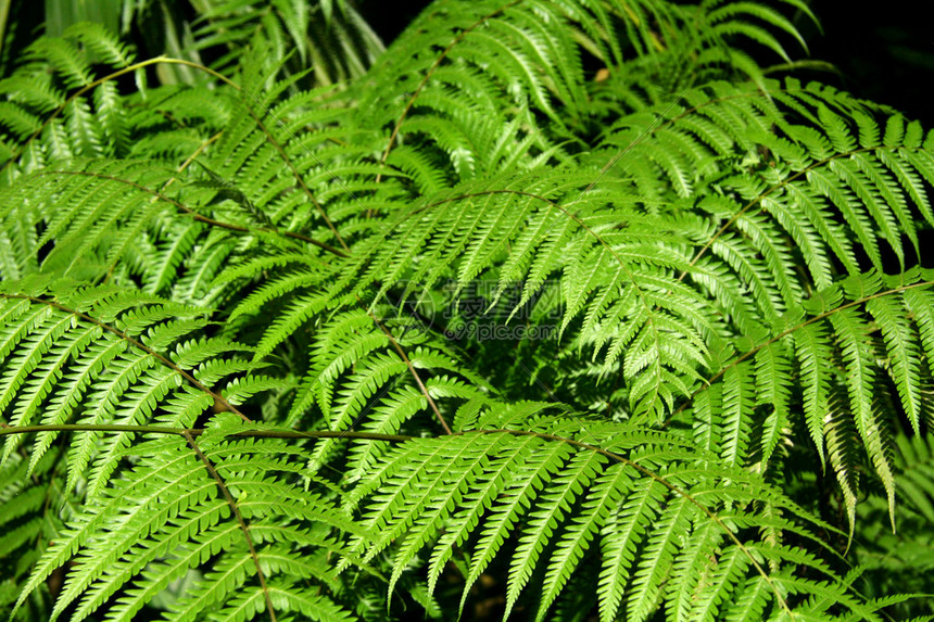 Ferns新加坡高清图片下载-正版图片504723112-摄图网