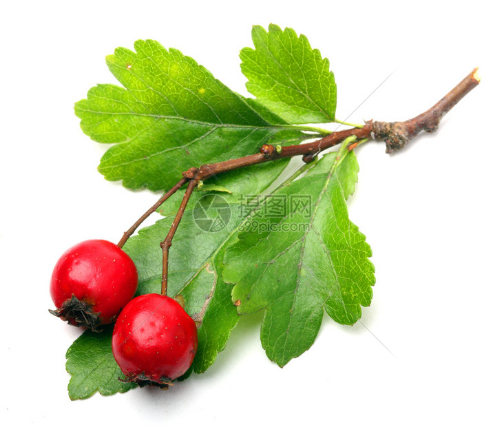 CrataegusoxyacanthaHawthorn植物成分的总综合体被视为对于有循环和心脏问题的人来说是一种宝高清图片下载-正版图片 ...