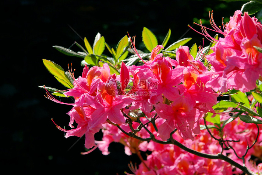 杜鹃花高清图片下载-正版图片504731661-摄图网