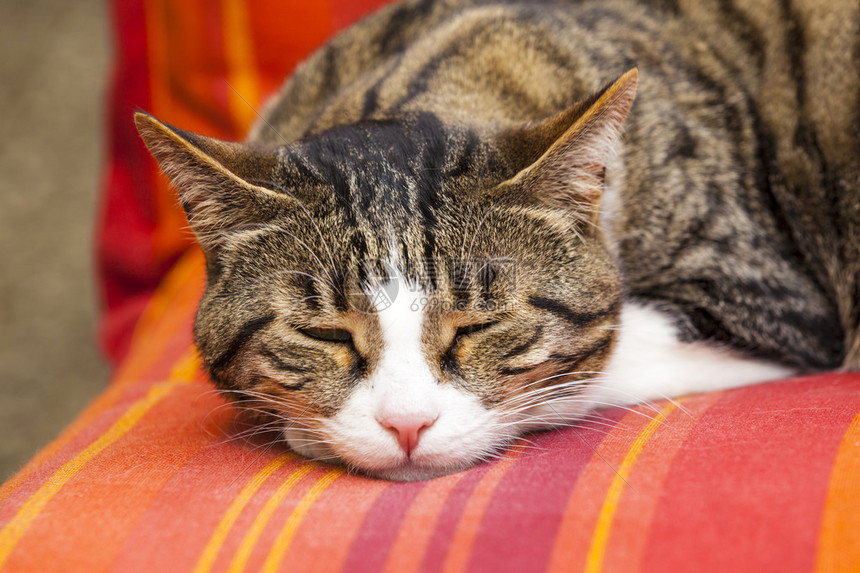 可爱的猫睡在沙发上高清图片下载-正版图片504746713-摄图网