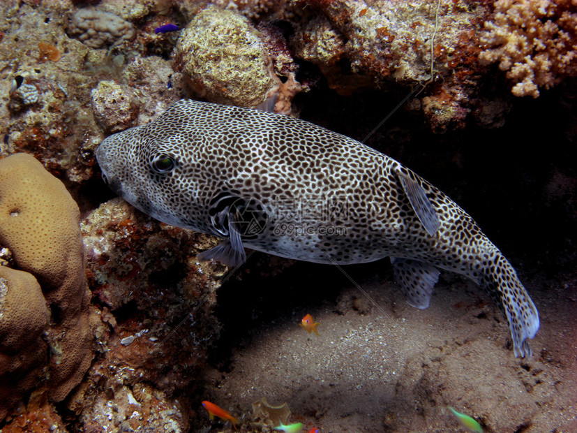 大红海中的巨型河豚高清图片下载-正版图片504746765-摄图网