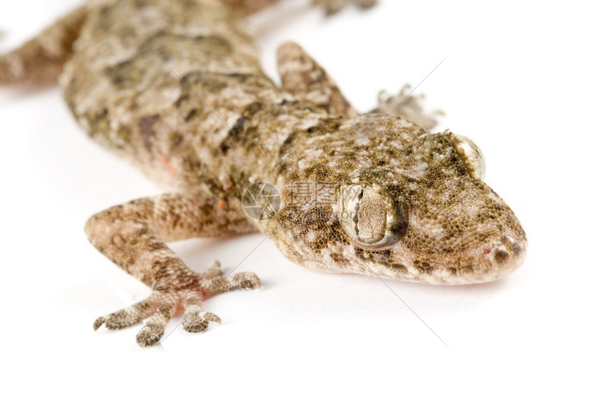 壁虎特写照片高清图片下载-正版图片504747378-摄图网