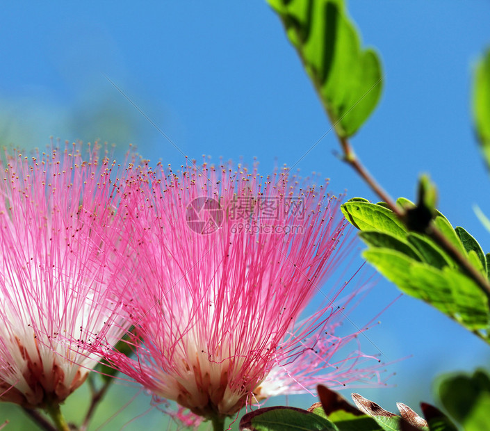 Calliandra高清图片下载-正版图片504752403-摄图网